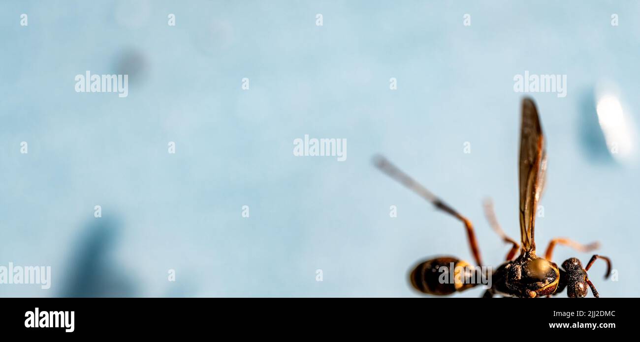 Selective focus on pinned paper wasp insect suspended over a blank ...