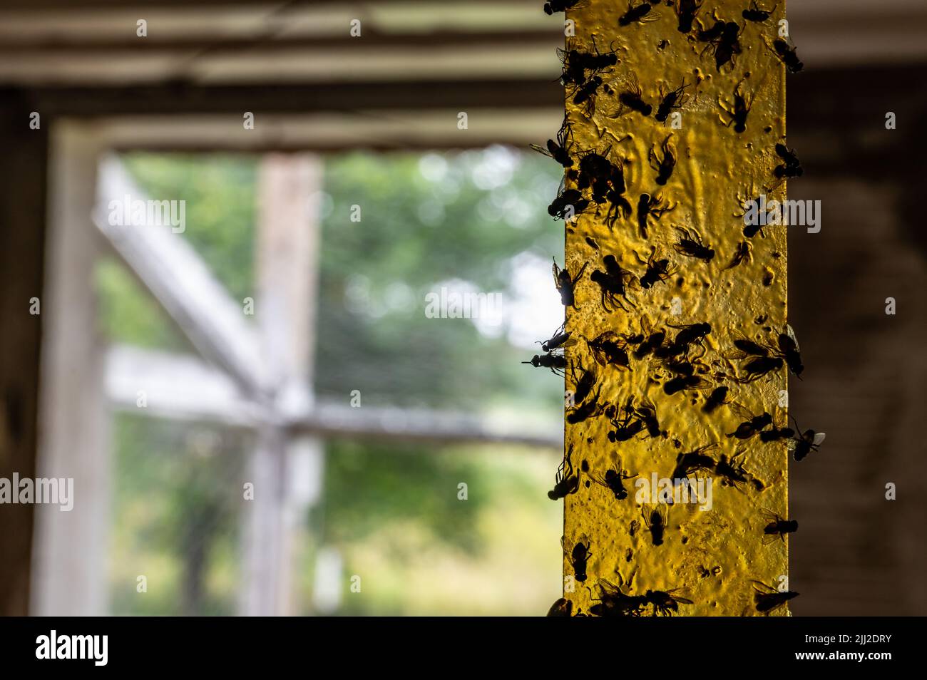 Strip of yellow sticky fly paper covered with insects Stock Photo - Alamy
