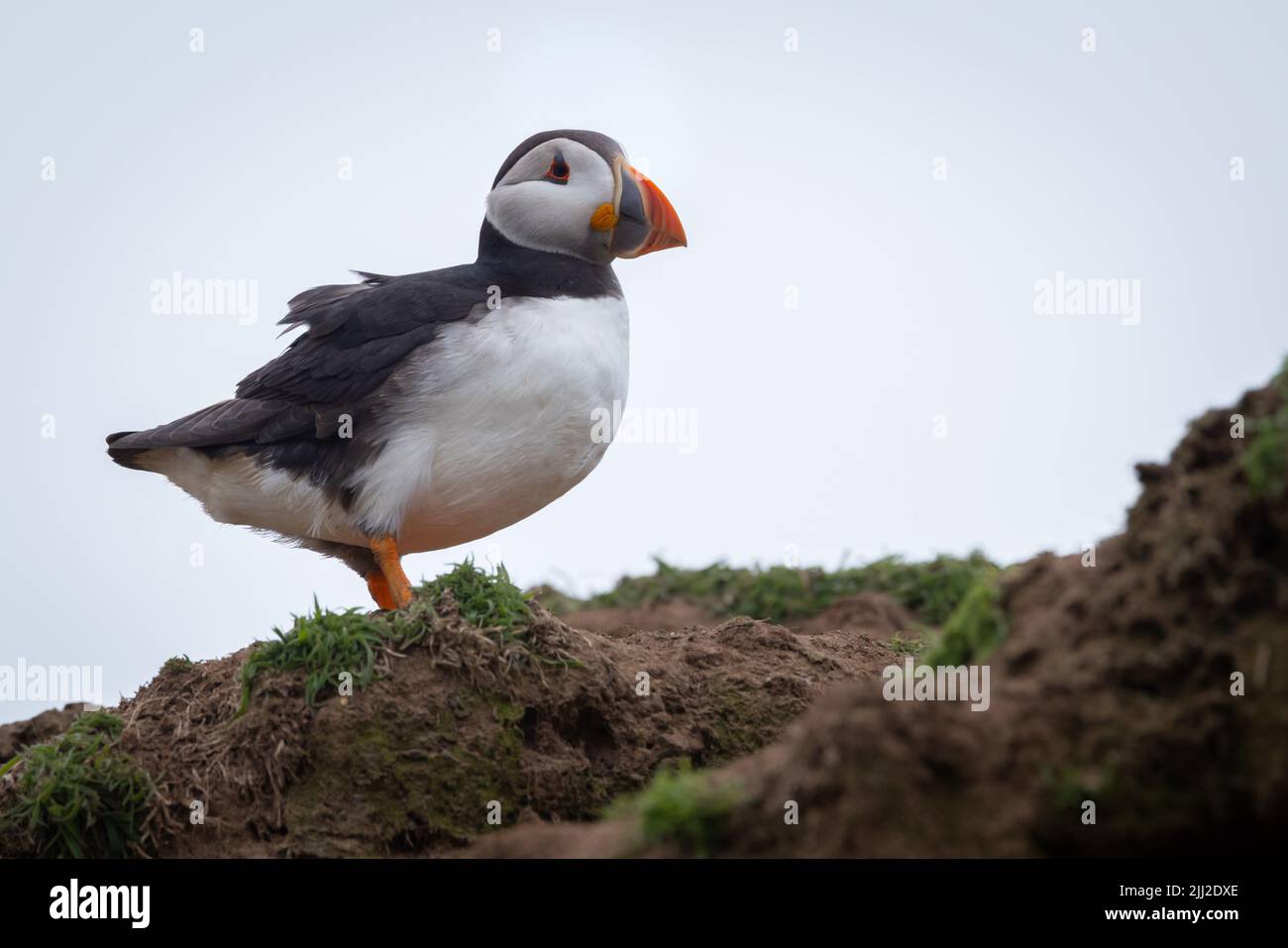 The beautiful atlantic puffin, photographed in the wild on an island ...