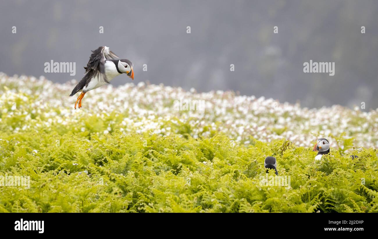 The beautiful atlantic puffin, photographed in the wild on an island ...