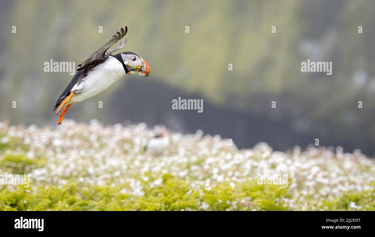 The beautiful atlantic puffin, photographed in the wild on an island ...