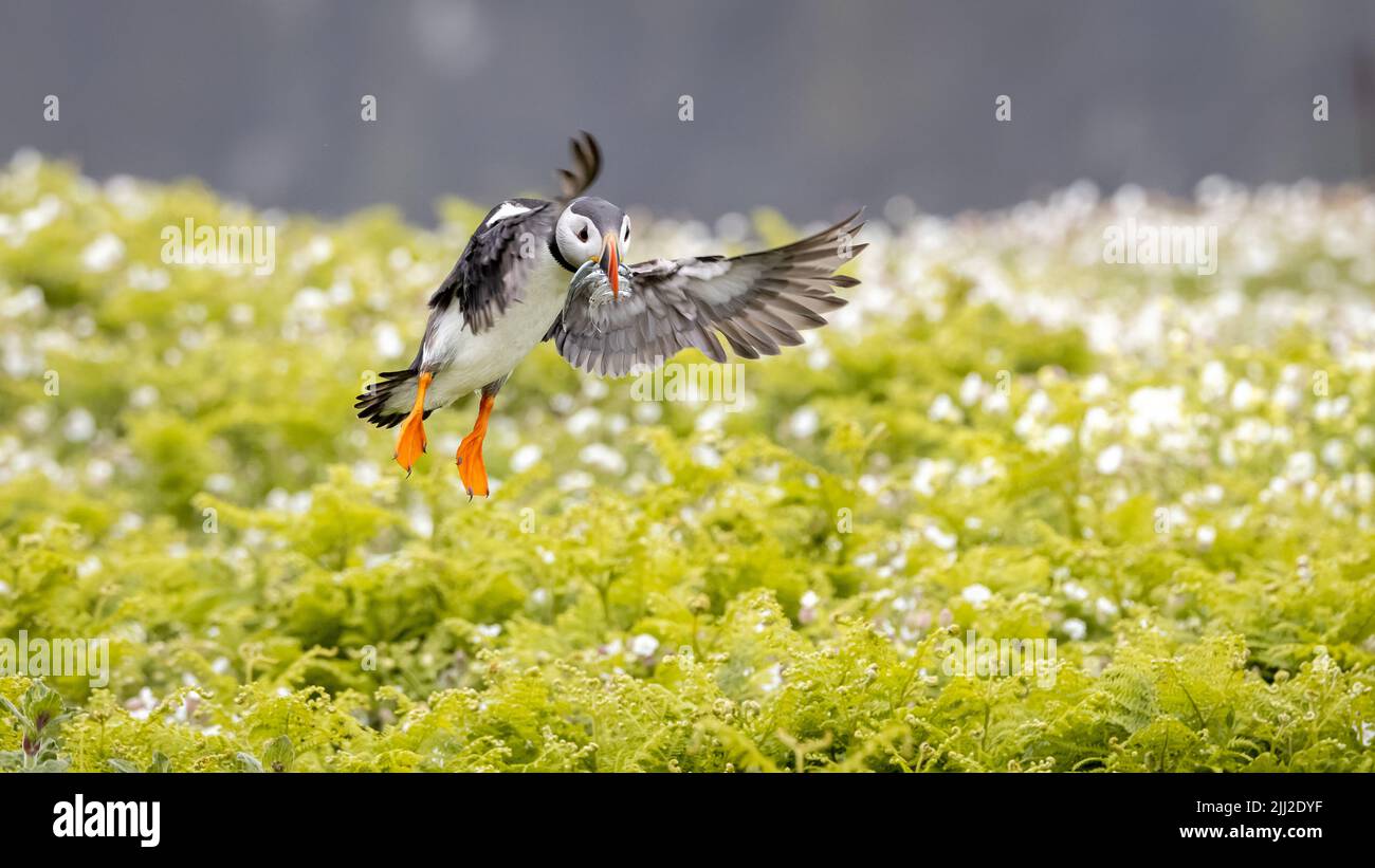 The beautiful atlantic puffin, photographed in the wild on an island ...