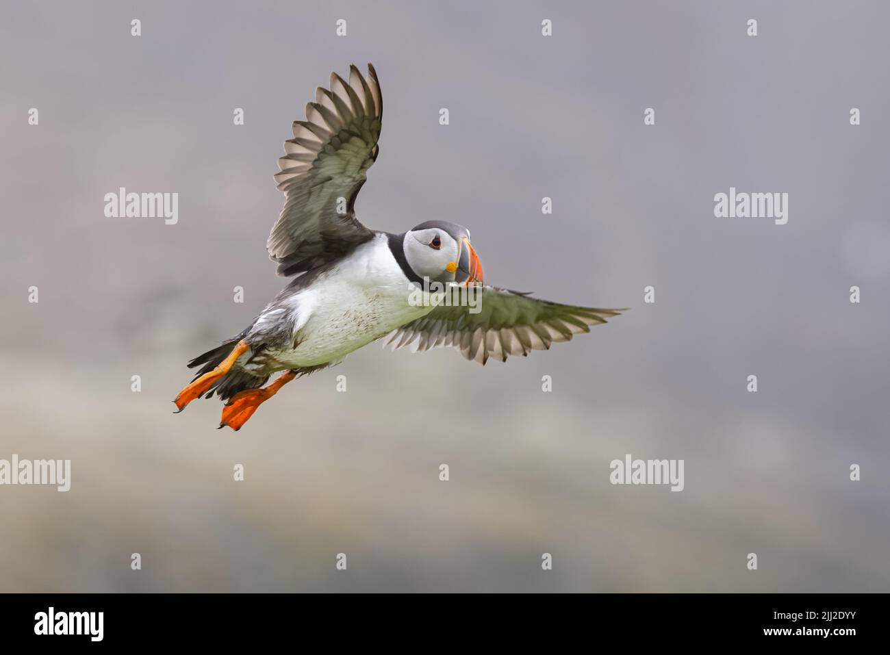 The beautiful atlantic puffin, photographed in the wild on an island ...
