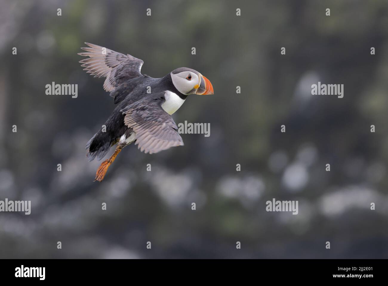 The beautiful atlantic puffin, photographed in the wild on an island ...
