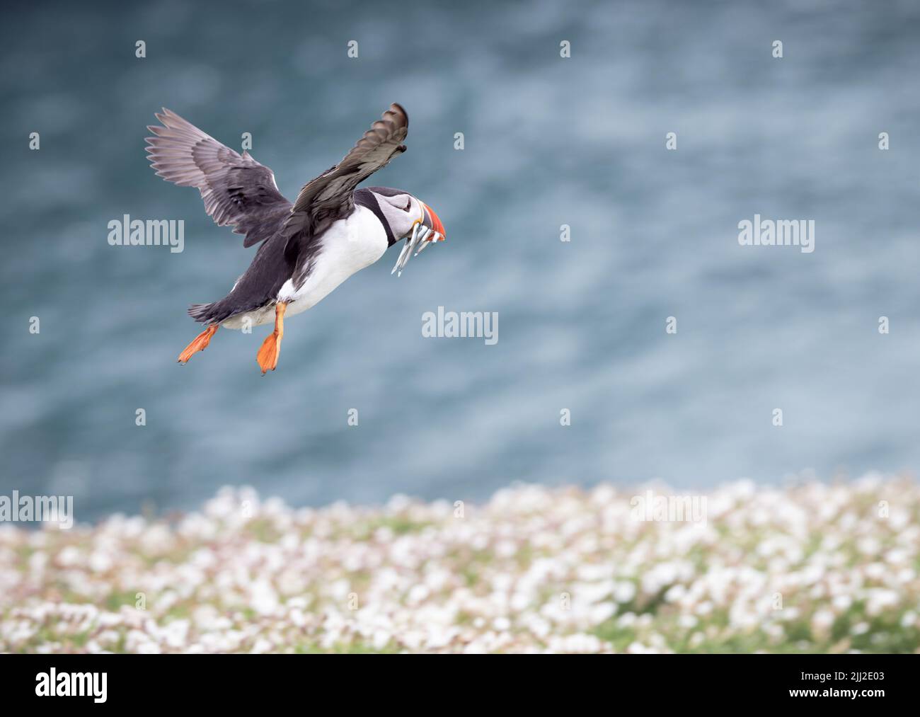 The beautiful atlantic puffin, photographed in the wild on an island ...