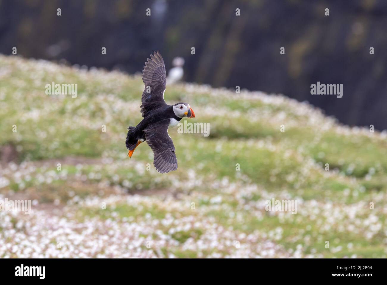 The beautiful atlantic puffin, photographed in the wild on an island ...