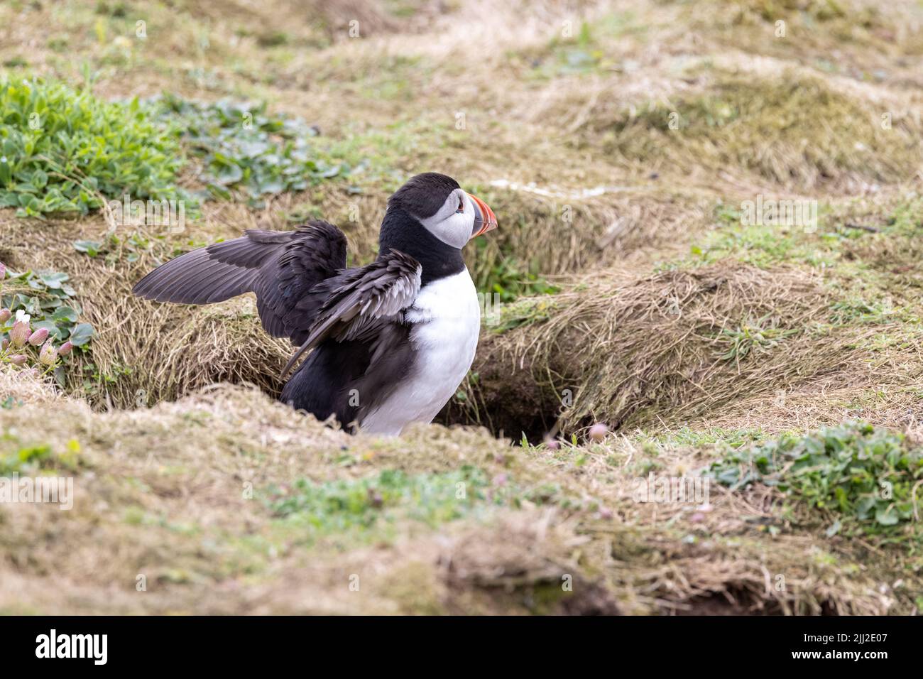 The beautiful atlantic puffin, photographed in the wild on an island ...