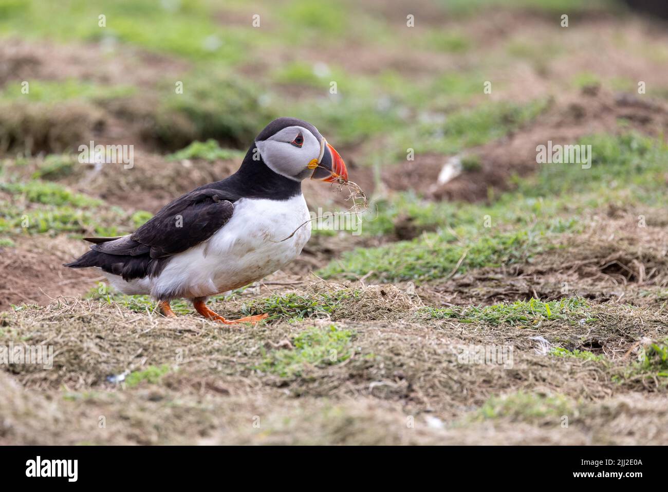 The beautiful atlantic puffin, photographed in the wild on an island ...