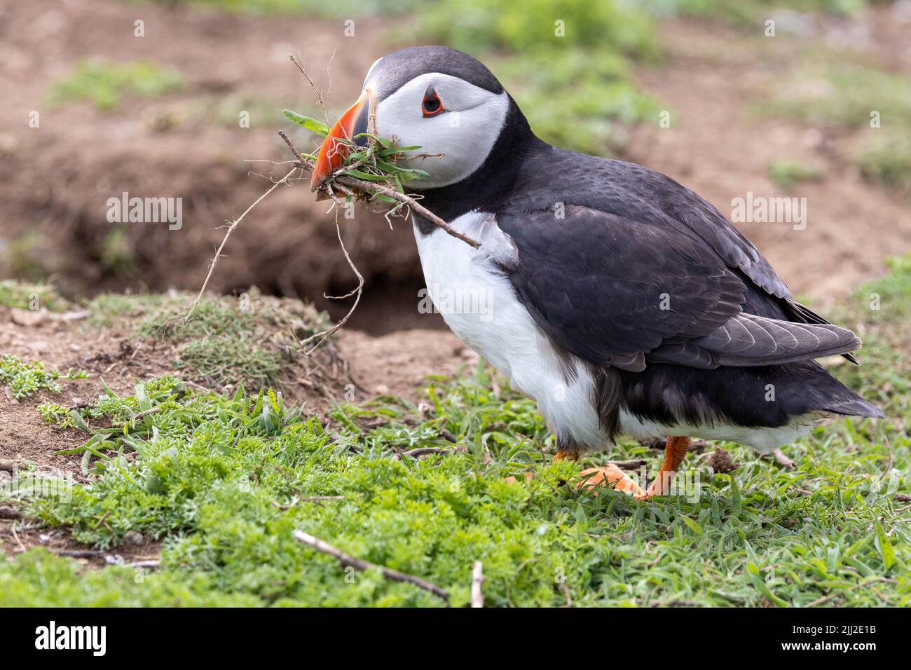 The beautiful atlantic puffin, photographed in the wild on an island ...