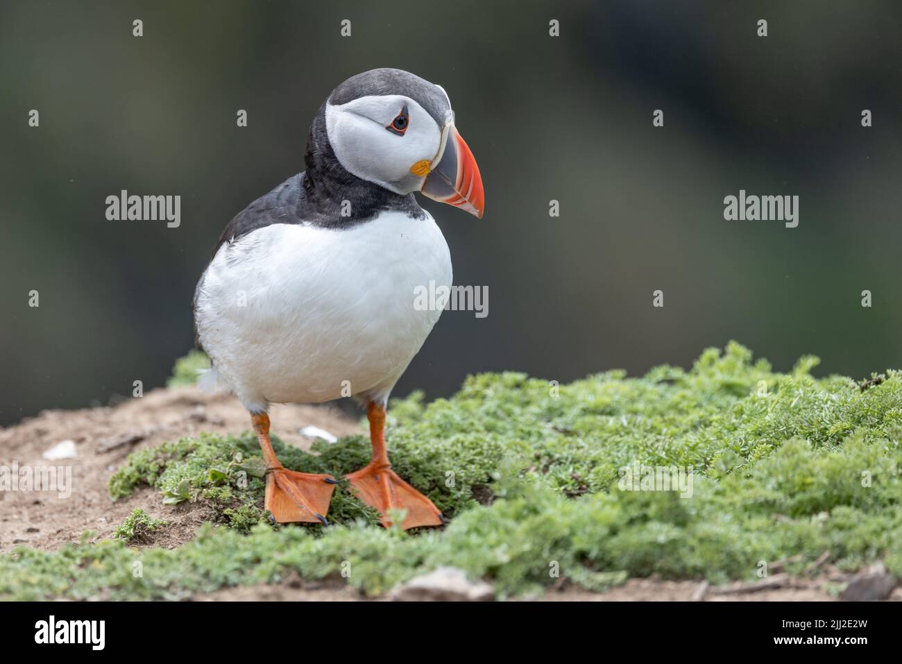 The beautiful atlantic puffin, photographed in the wild on an island ...