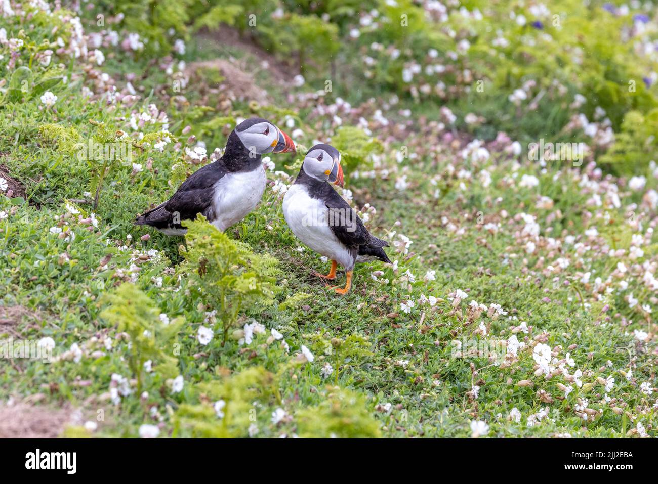 The beautiful atlantic puffin, photographed in the wild on an island ...