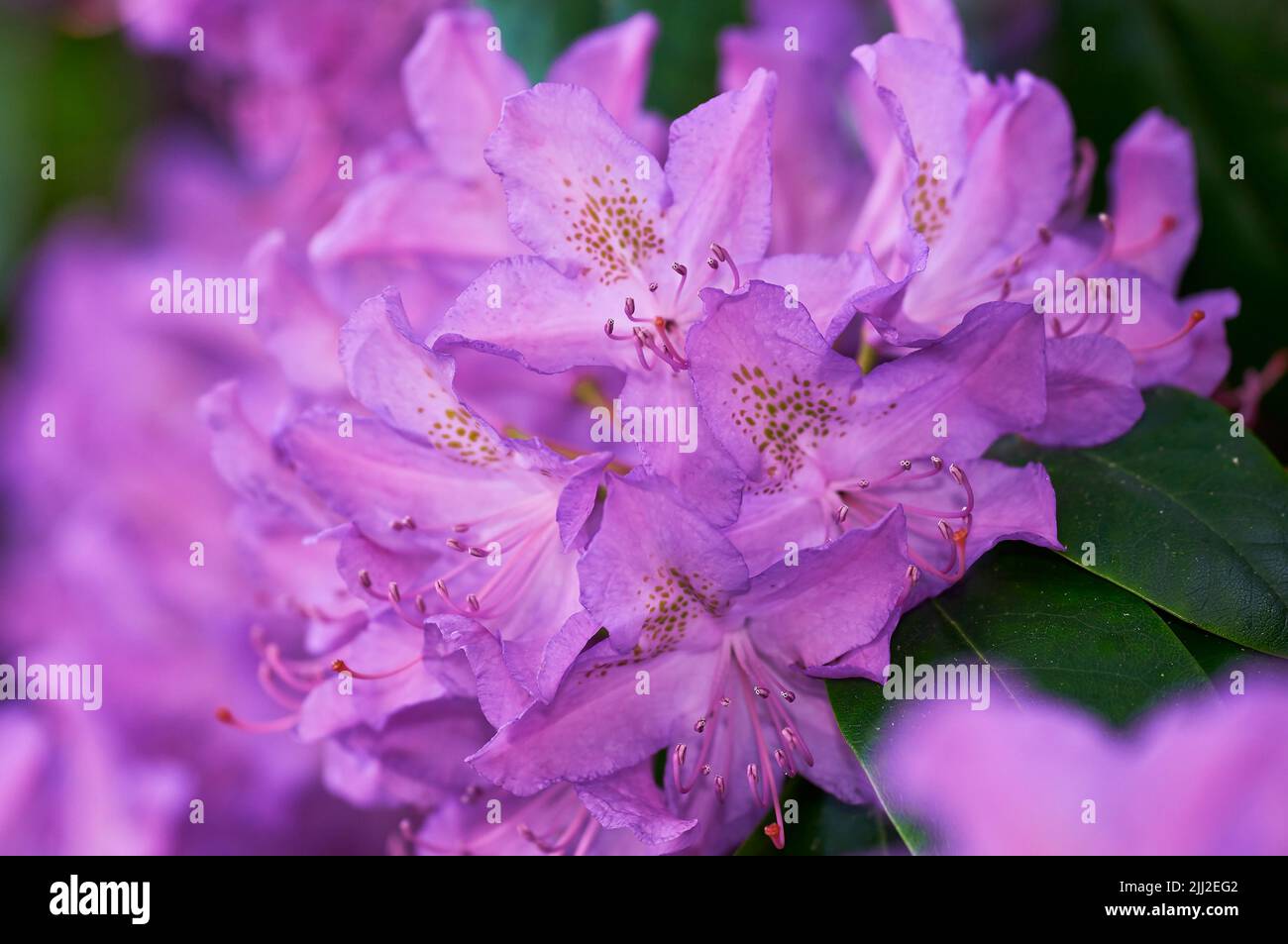 Closeup of Rhododendron blooming in a backyard garden in summer. Zoom ...