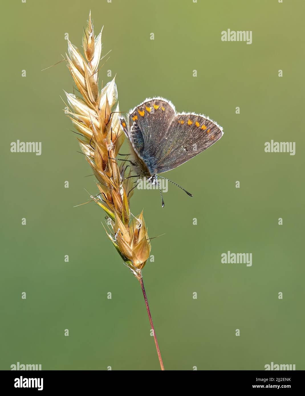 Northern Brown Argus Stock Photo - Alamy