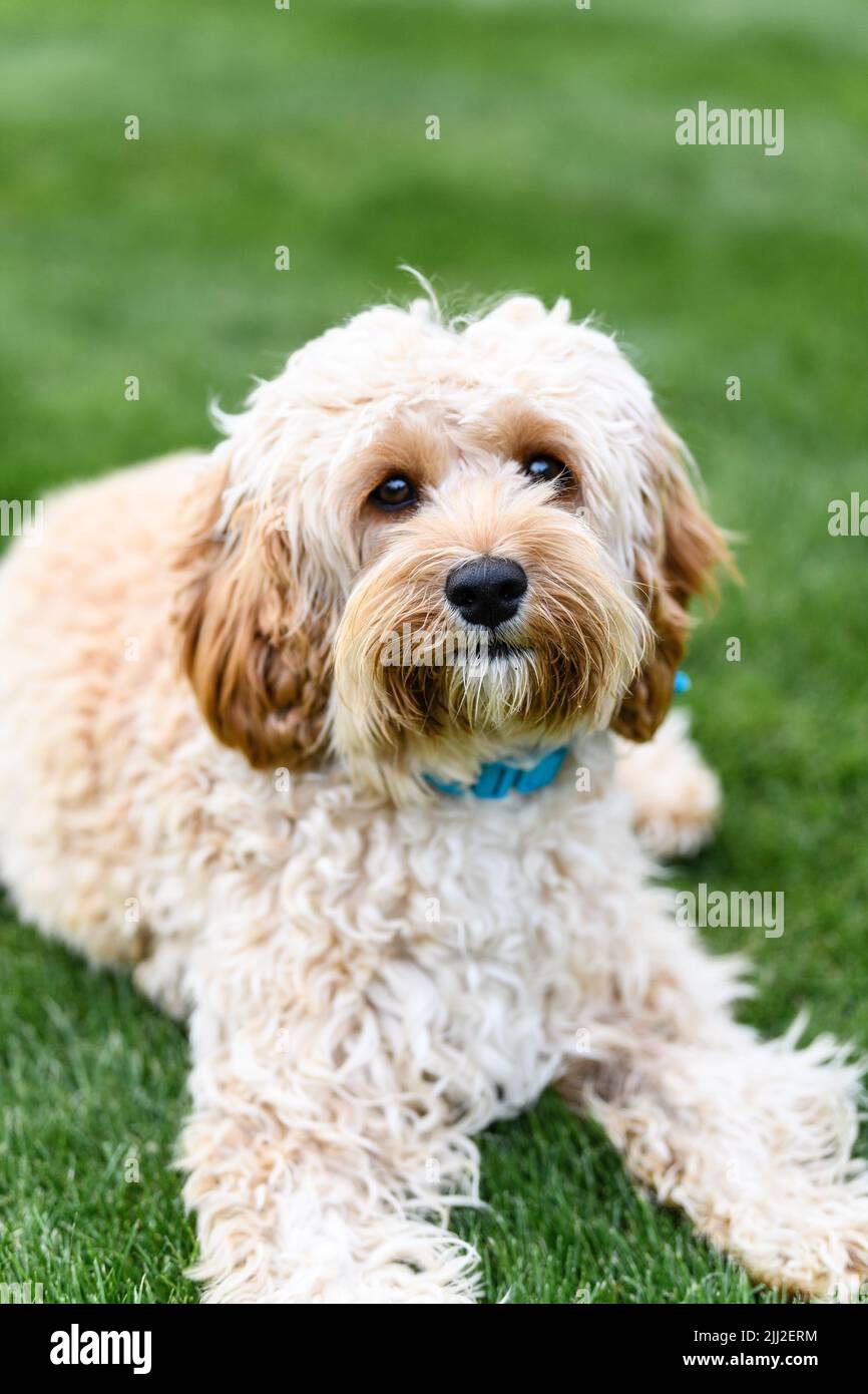 Sweet cockapoo hi-res stock photography and images - Alamy