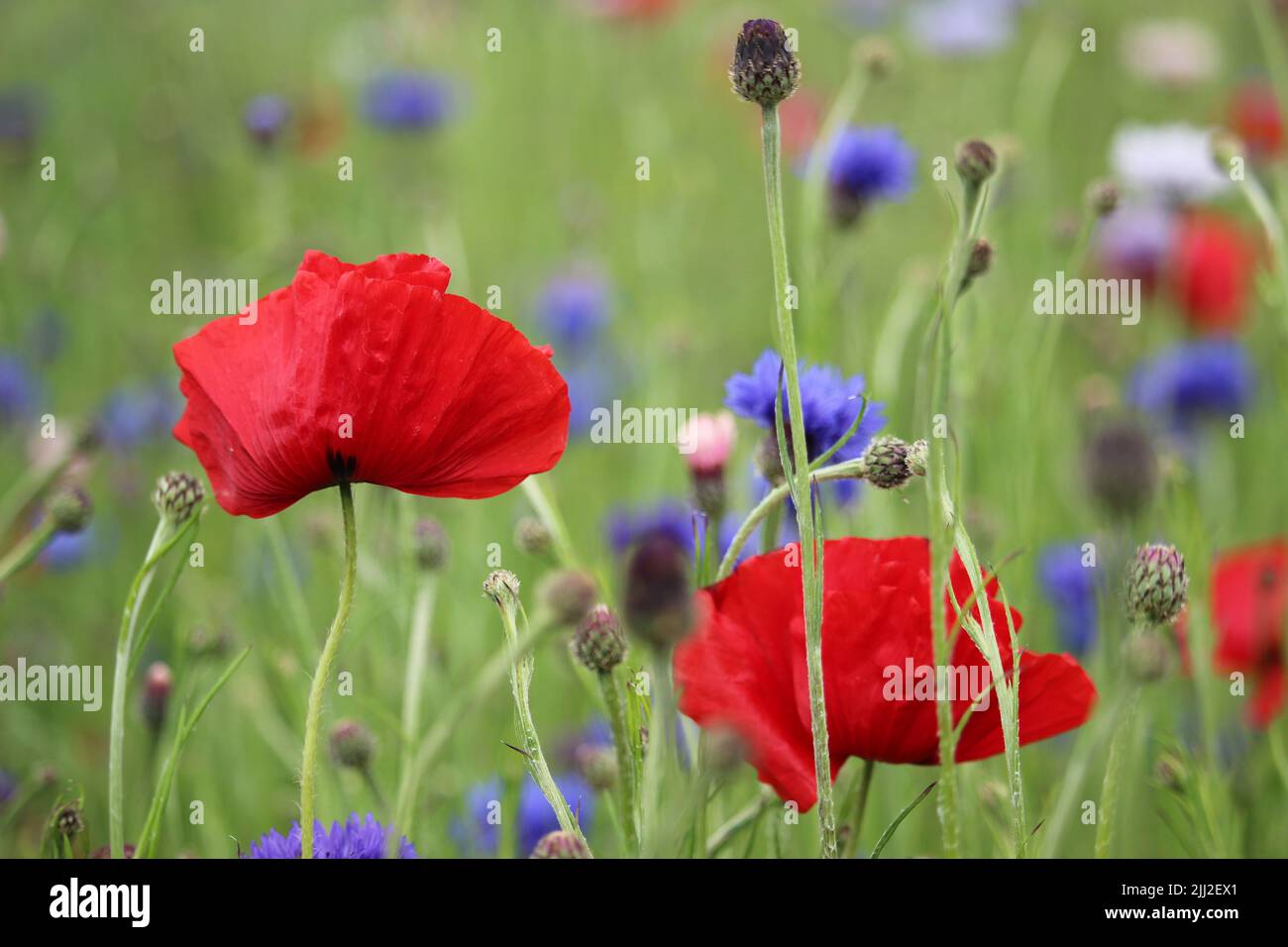 Poppies cornflowers field wildflowers hi-res stock photography and ...