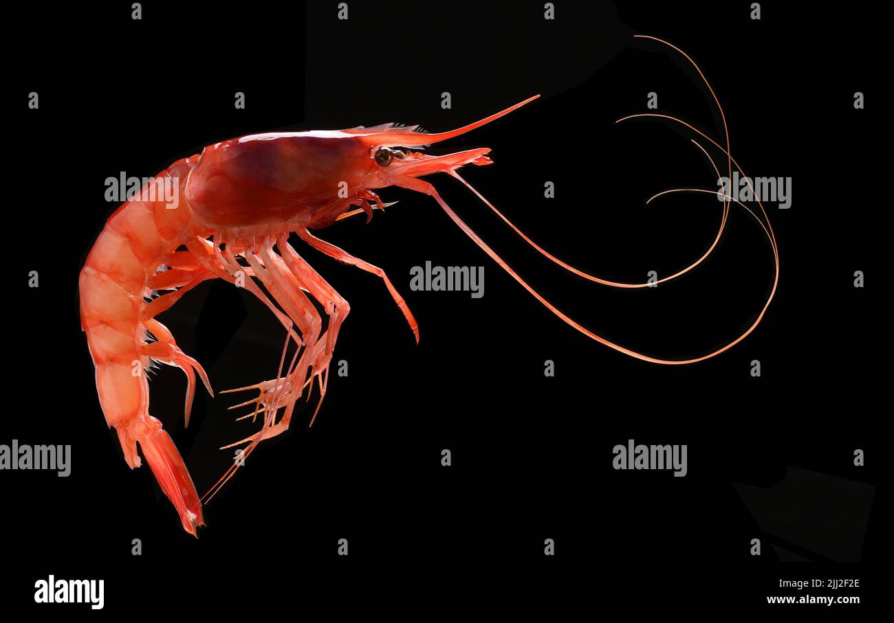 Raw red shrimp isolated on black background Stock Photo - Alamy
