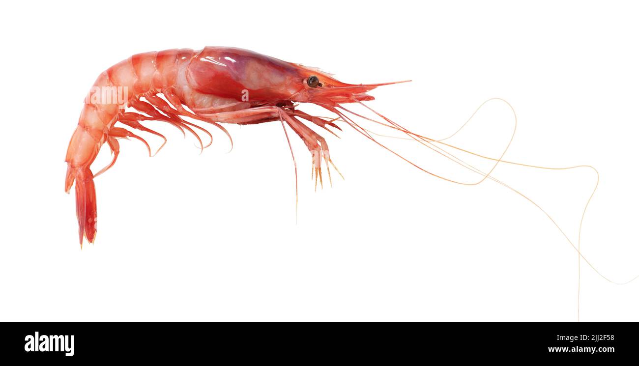 Red prawn isolated on white Stock Photo - Alamy