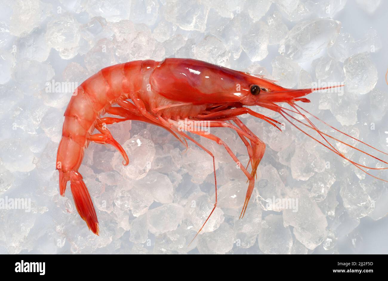 fresh red prawn on ice Stock Photo - Alamy