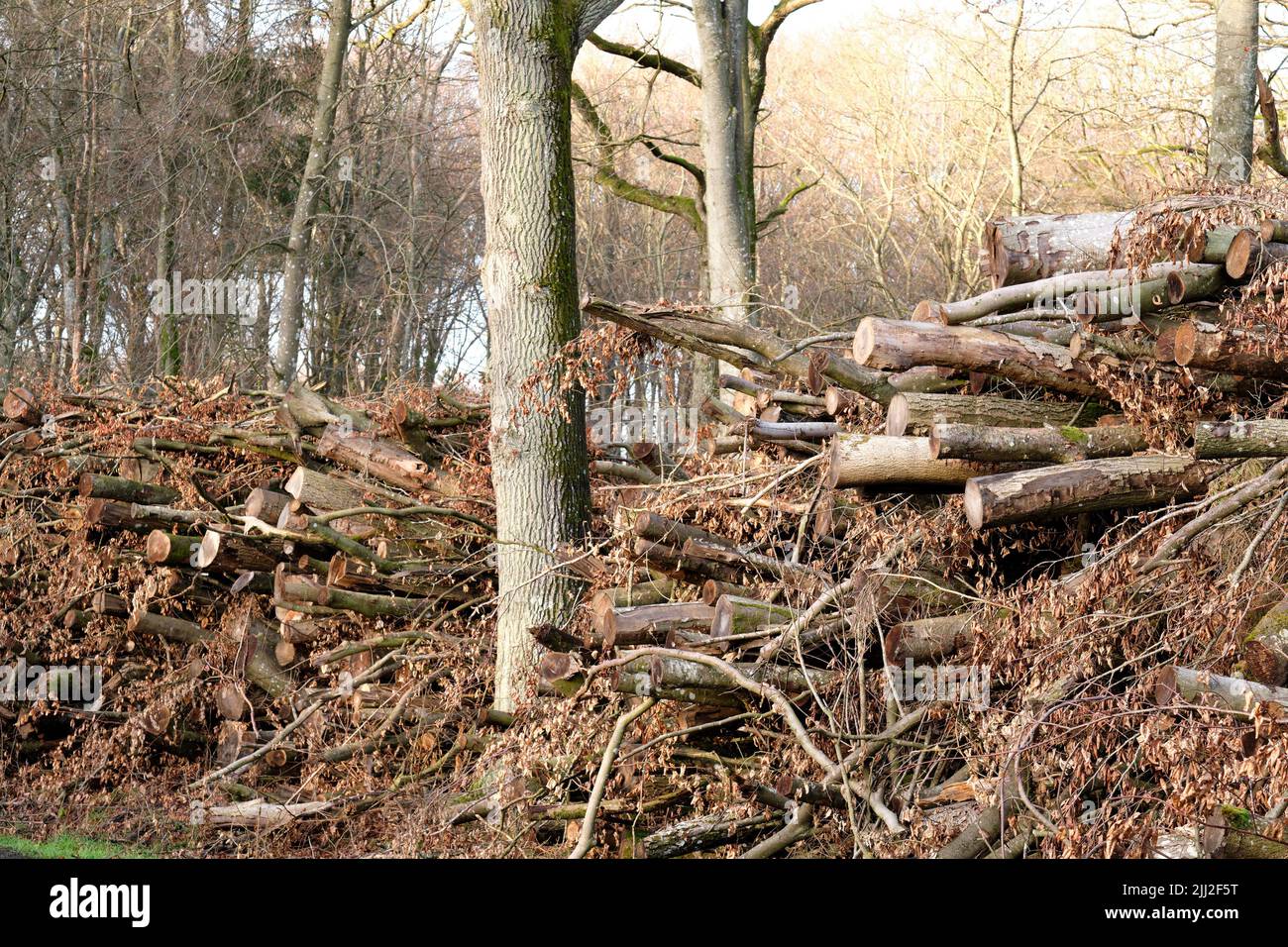 Rural sawmill on winter hi-res stock photography and images - Alamy