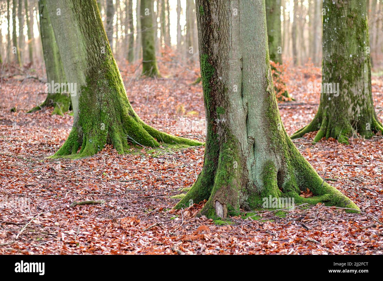 Tall beech tree trunks with moss and algae growing in a forest outdoors ...
