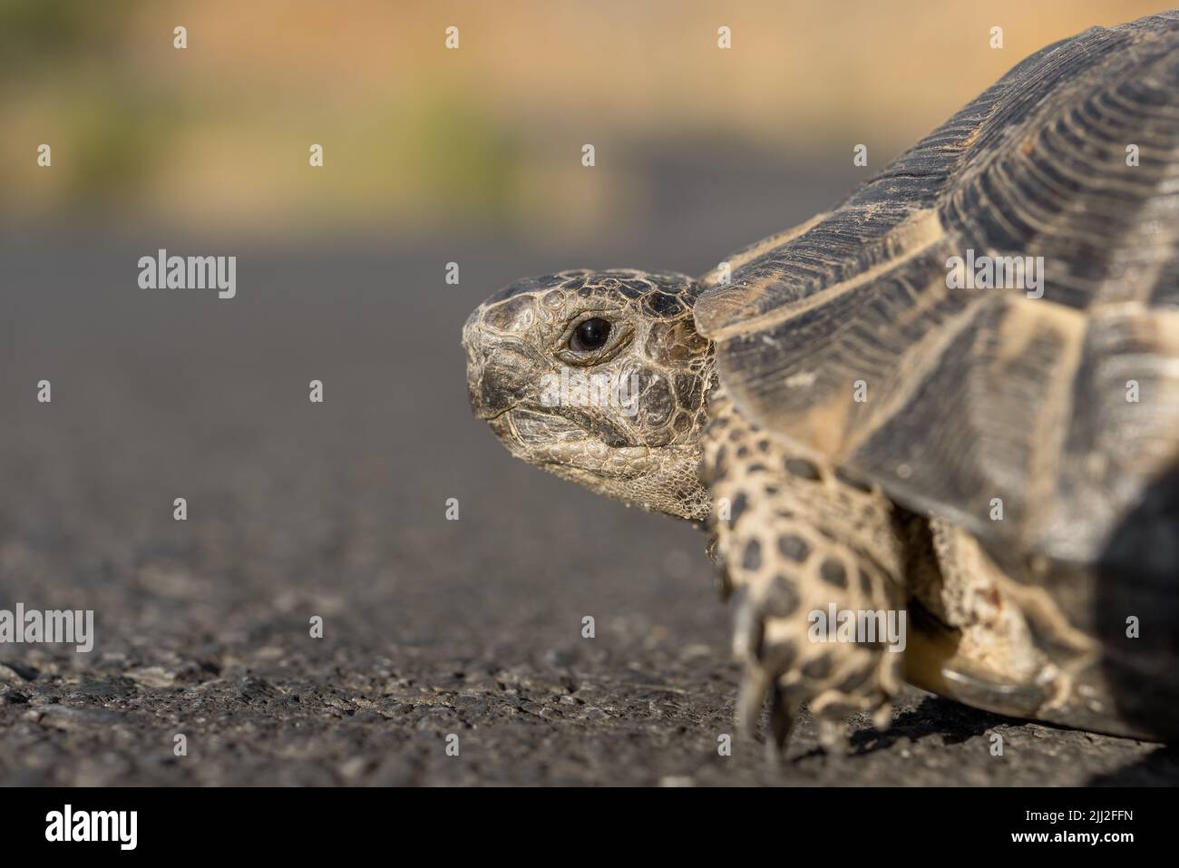 The head of a land mediterranean turtle against the background of ...