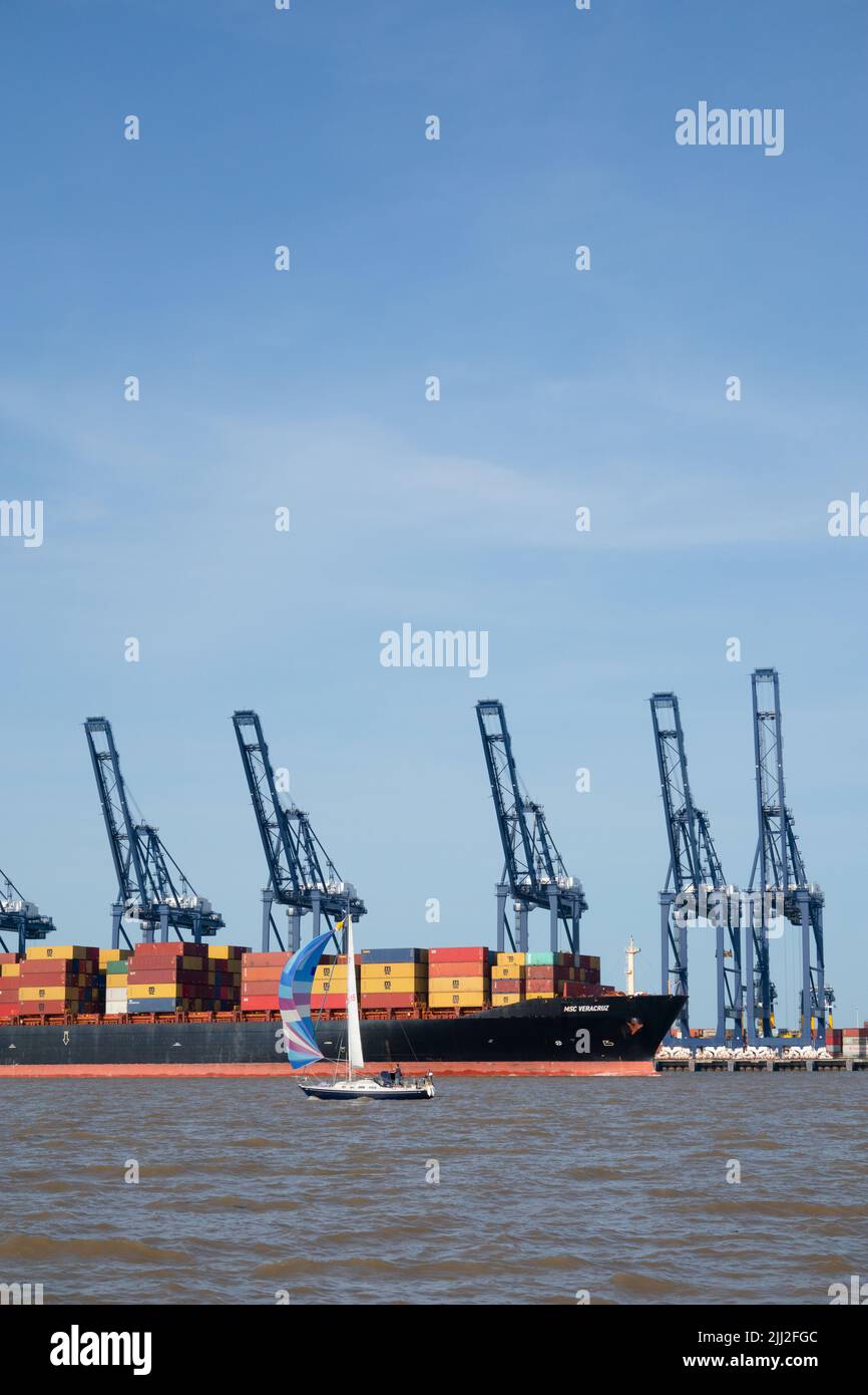 Small yacht flying spinnaker alongside a massive container ship msc ...