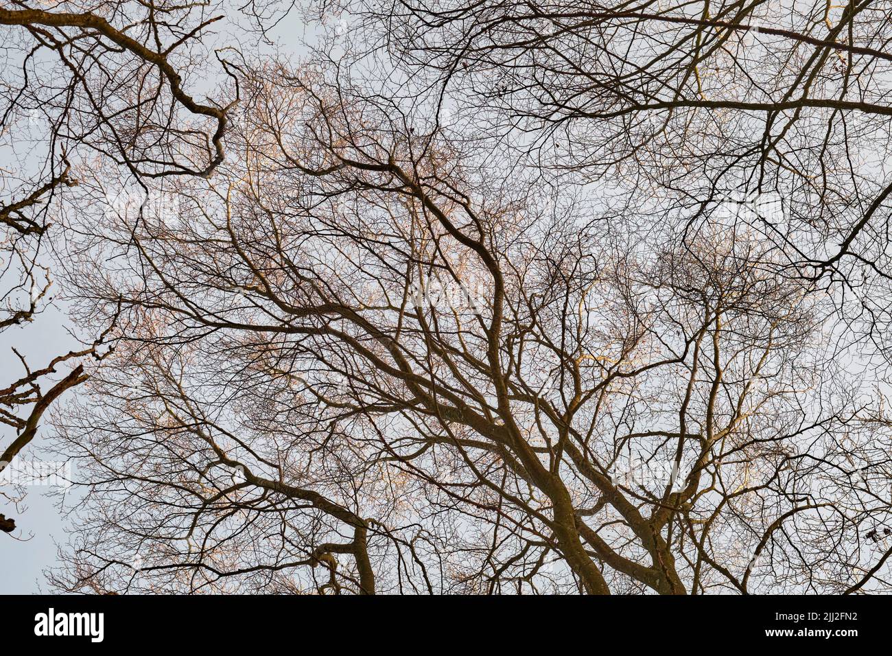 Beech wood texture hi-res stock photography and images - Alamy