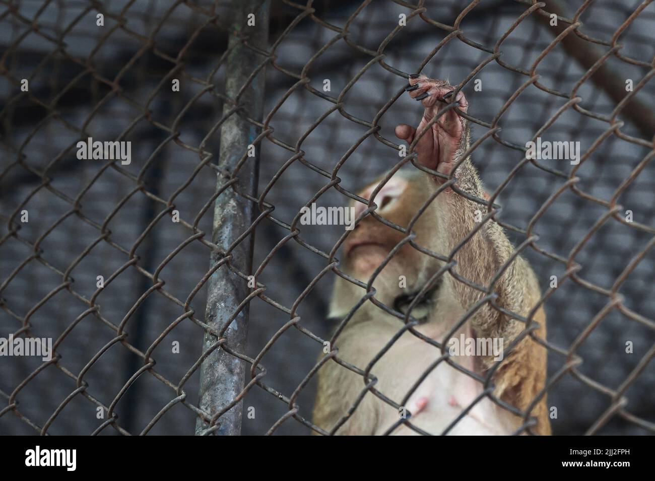 Pigtail macaque monkey is stress and lonely in cage Stock Photo - Alamy