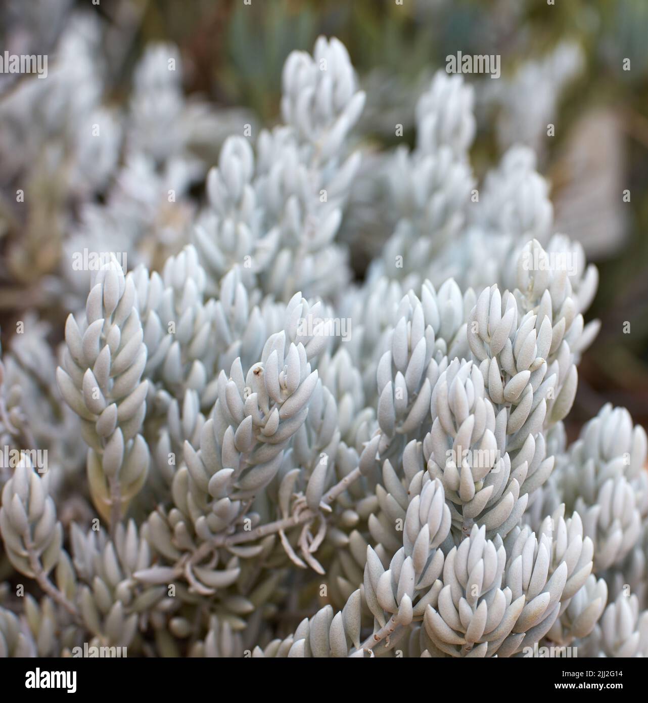 Thick leaves succulents hi-res stock photography and images - Alamy