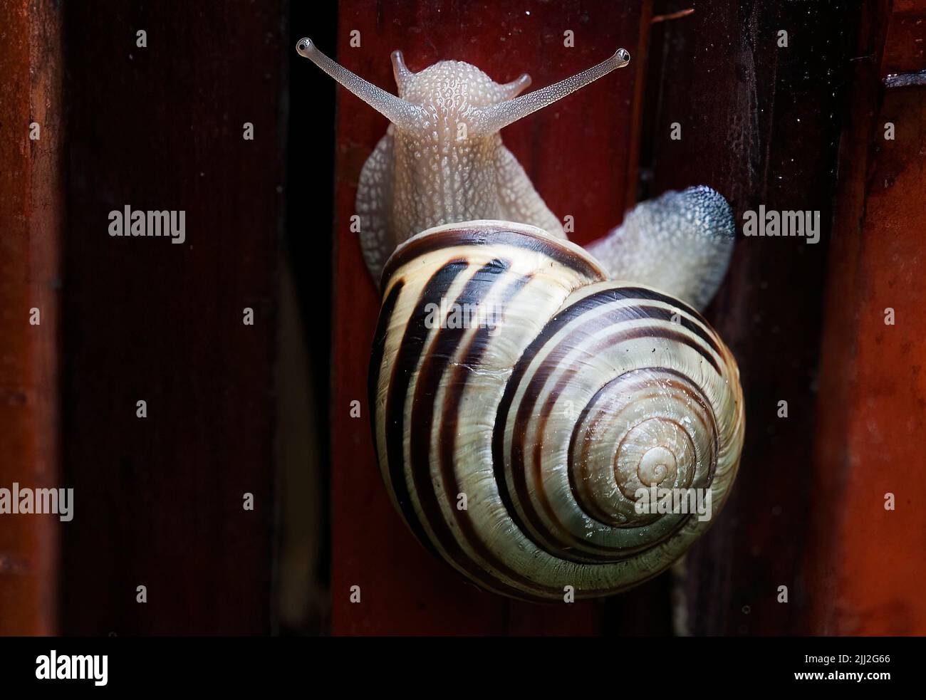 Snail shell patterns hi-res stock photography and images - Alamy