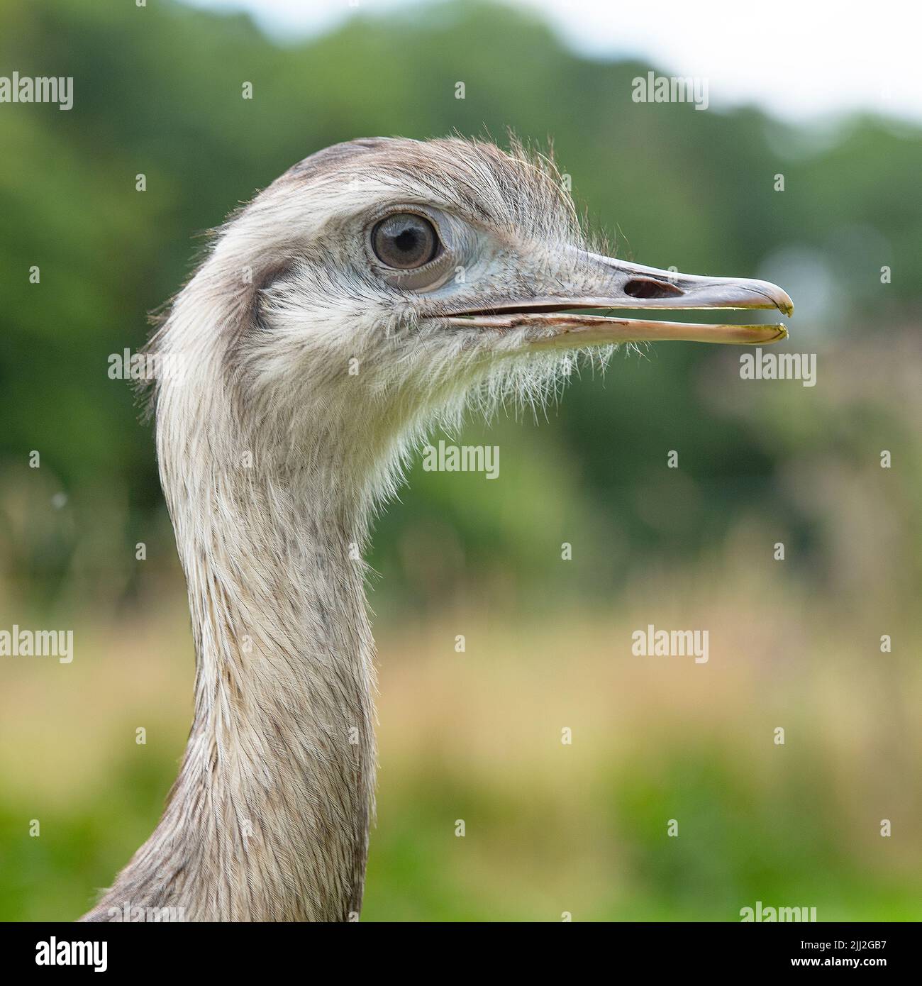 Shouders up hi-res stock photography and images - Alamy