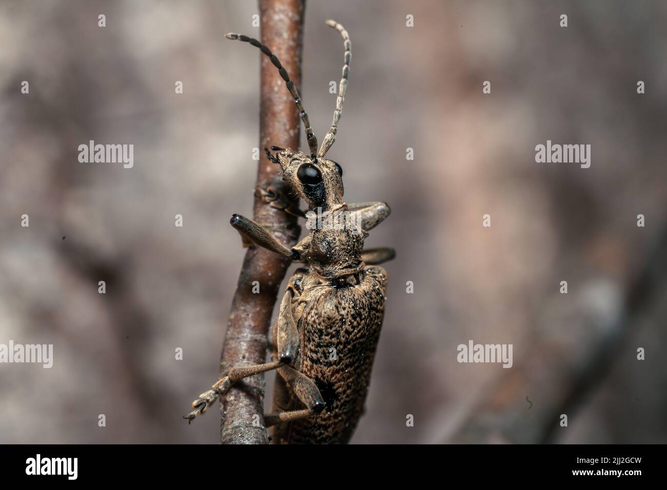 A macro of a black-spotted longhorn beetle (Rhagium mordax) on a branch ...