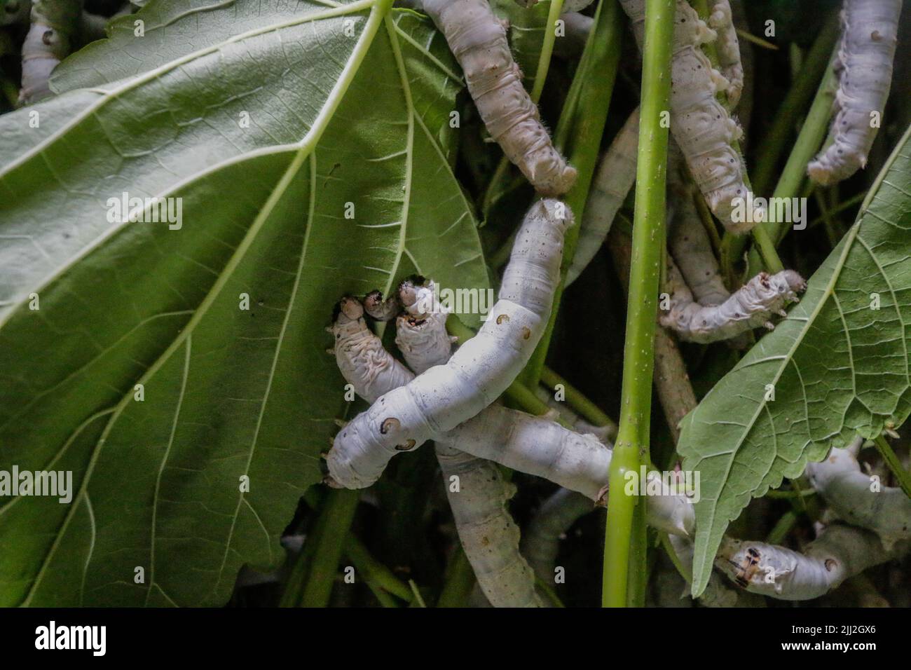 White silk worm hi-res stock photography and images - Alamy