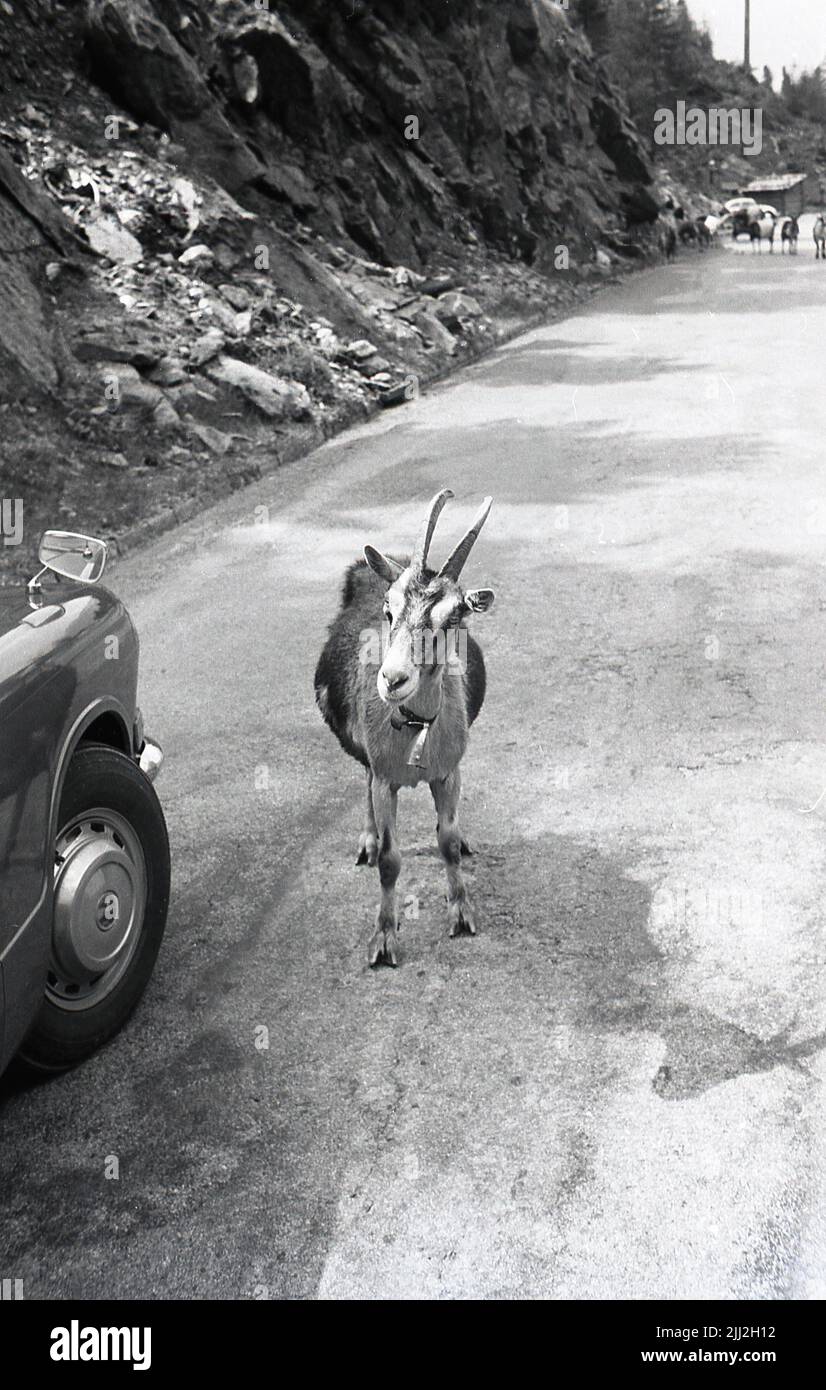 1970s, historical, meeting a mountain goat on a road on the high ground ...