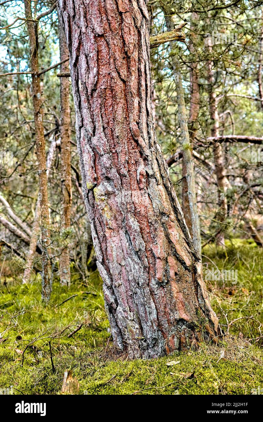 Trees of all types and seasons. A beautiful world of differences. Trees ...