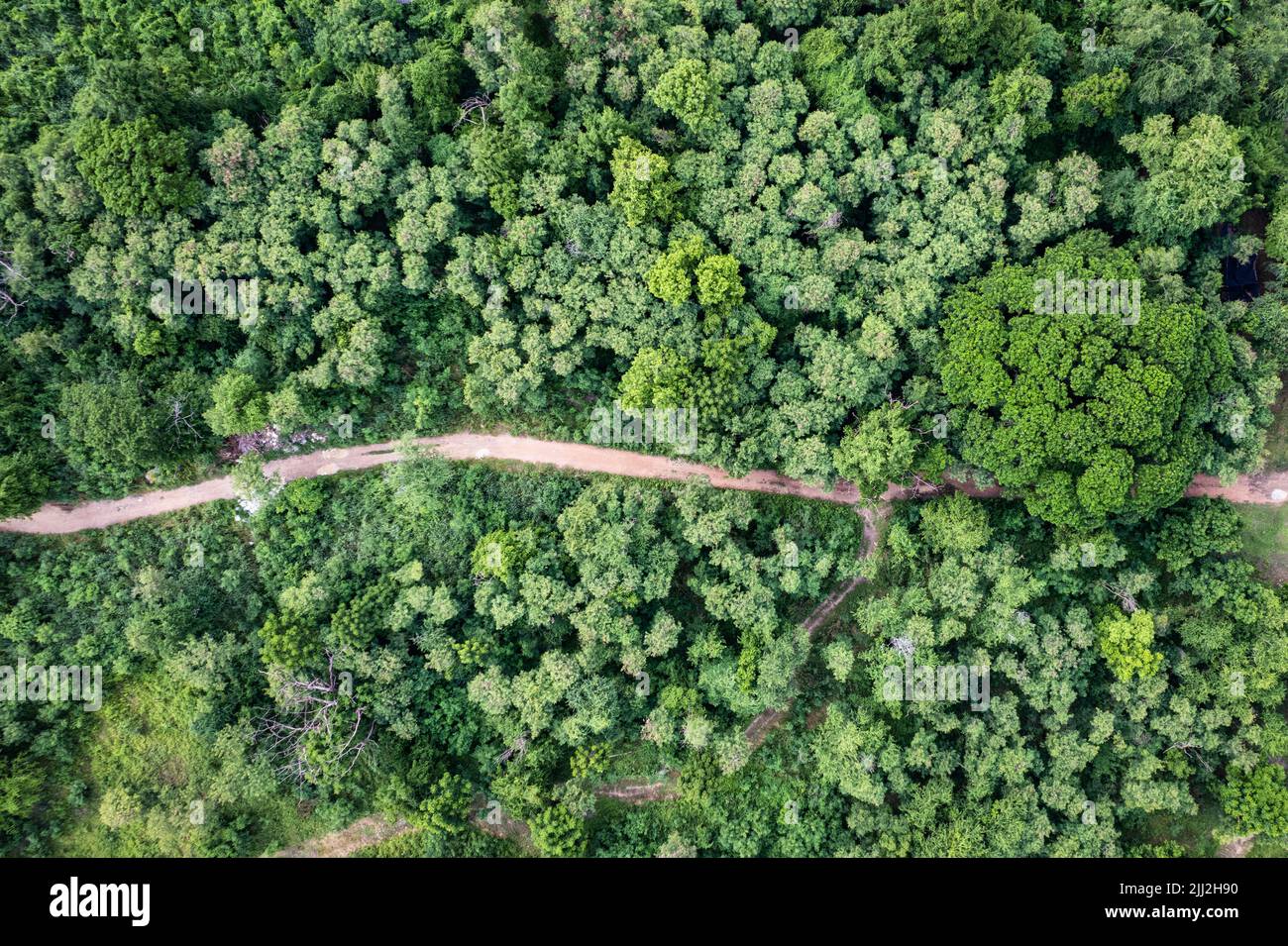 Aerial view of forestry green perennial tree in tropical rainforest ...