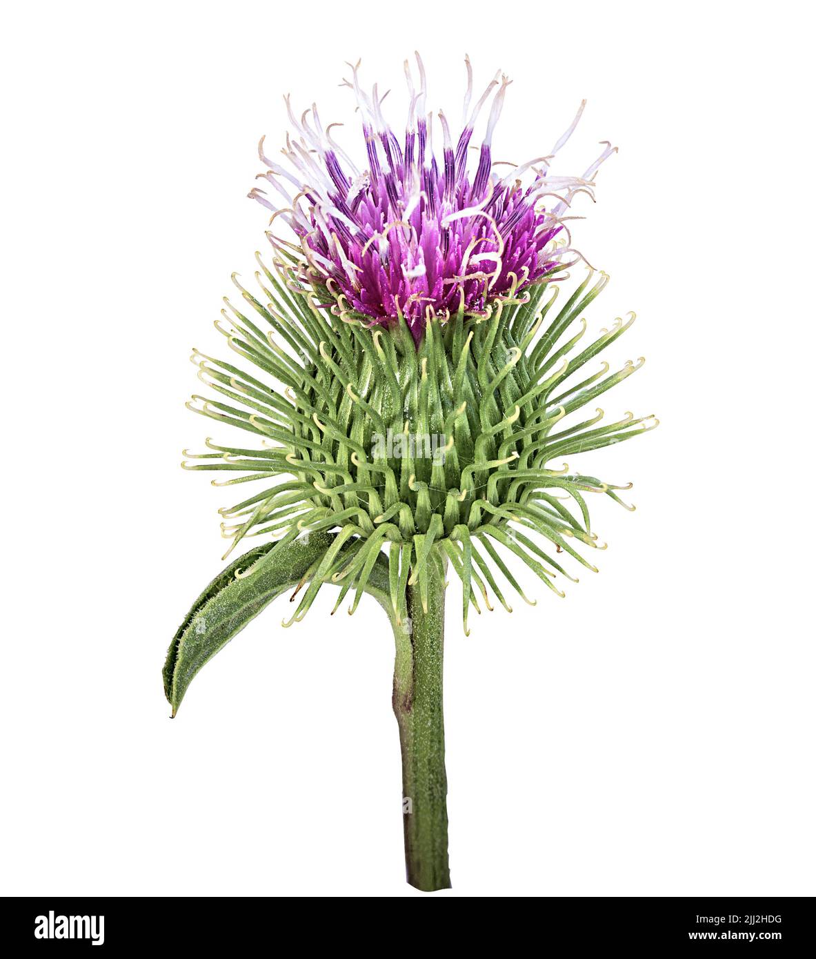 Thistle flower isolated on white background Stock Photo - Alamy