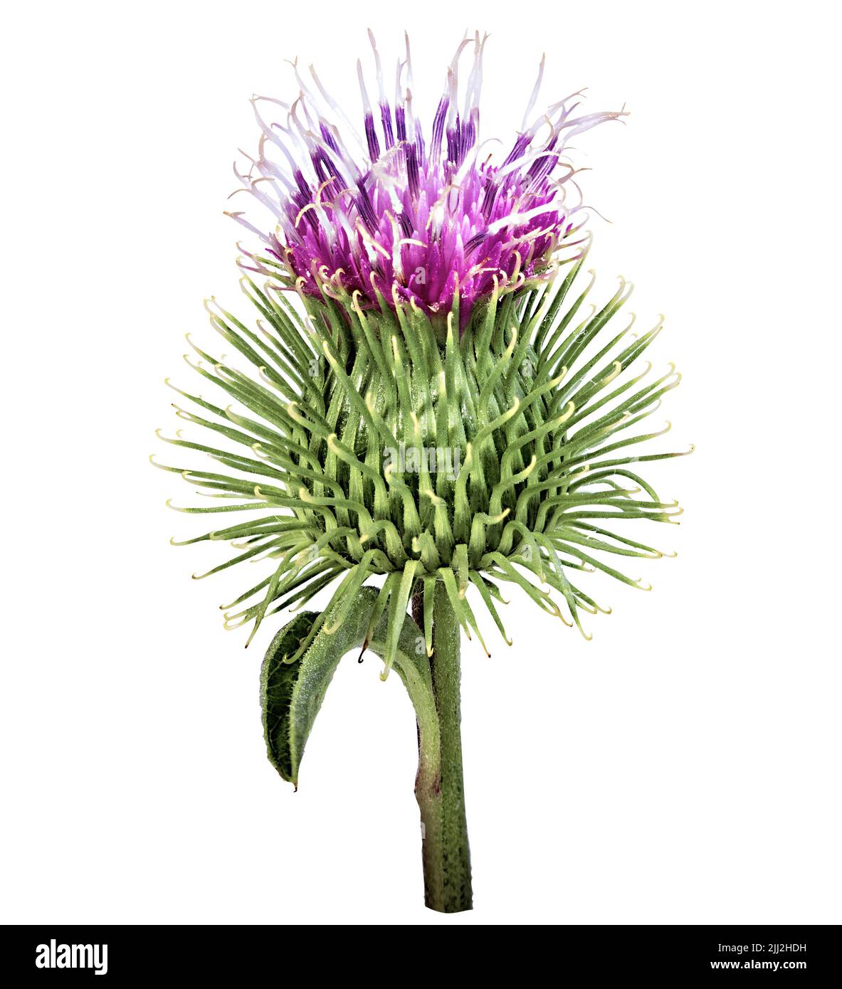 Purple prickly flower thistle Cut Out Stock Images & Pictures - Alamy
