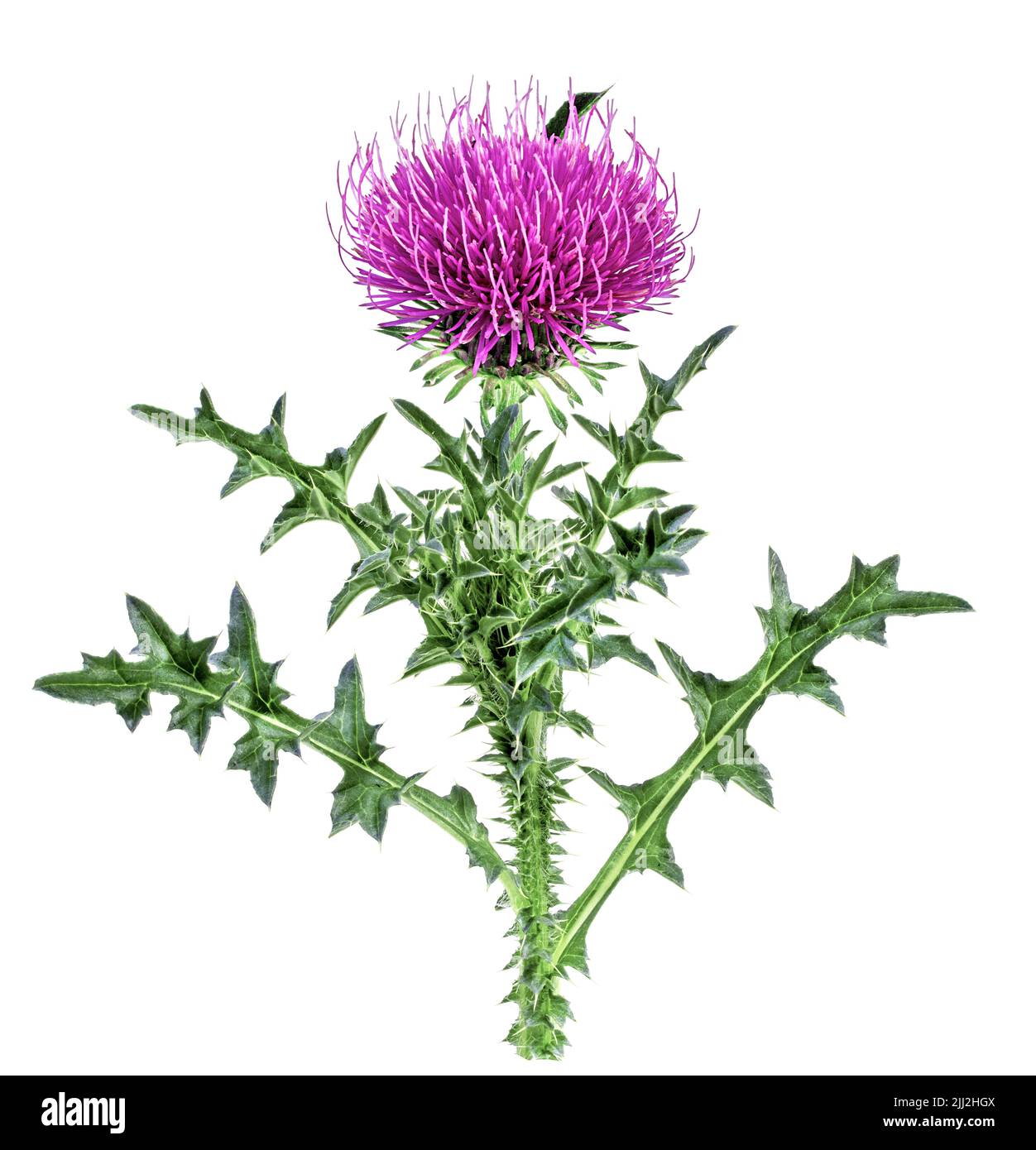 Creeping thistle Cut Out Stock Images & Pictures - Alamy