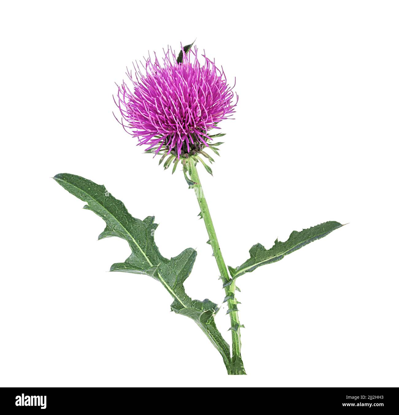 Thistle flower isolated on white background Stock Photo - Alamy