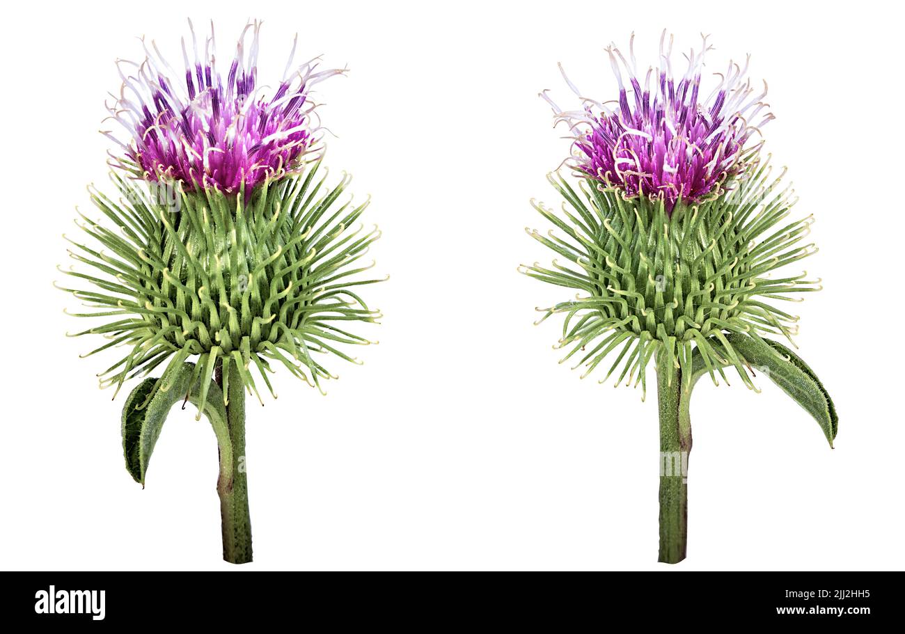 Purple prickly flower thistle Cut Out Stock Images & Pictures - Alamy