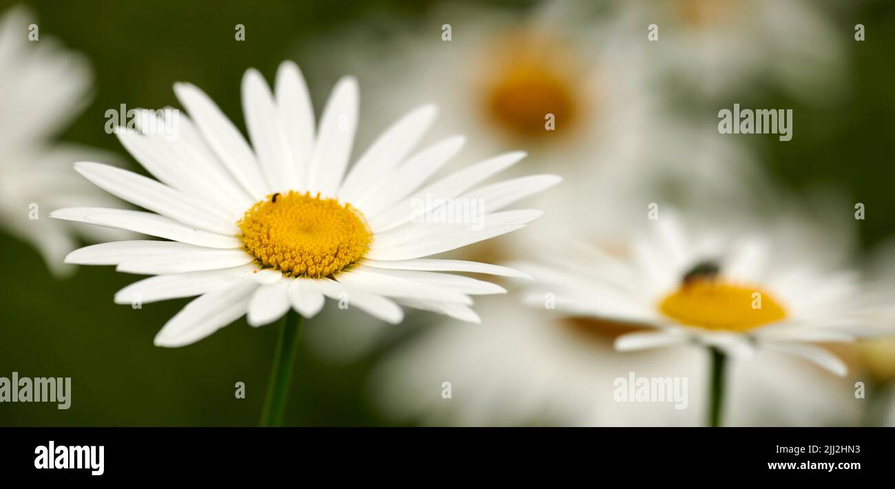 Closeup of one daisy flower growing in a backyard garden against a ...