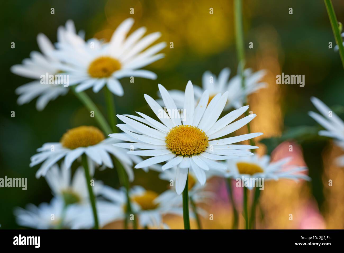 Zoomed in flower hi-res stock photography and images - Alamy