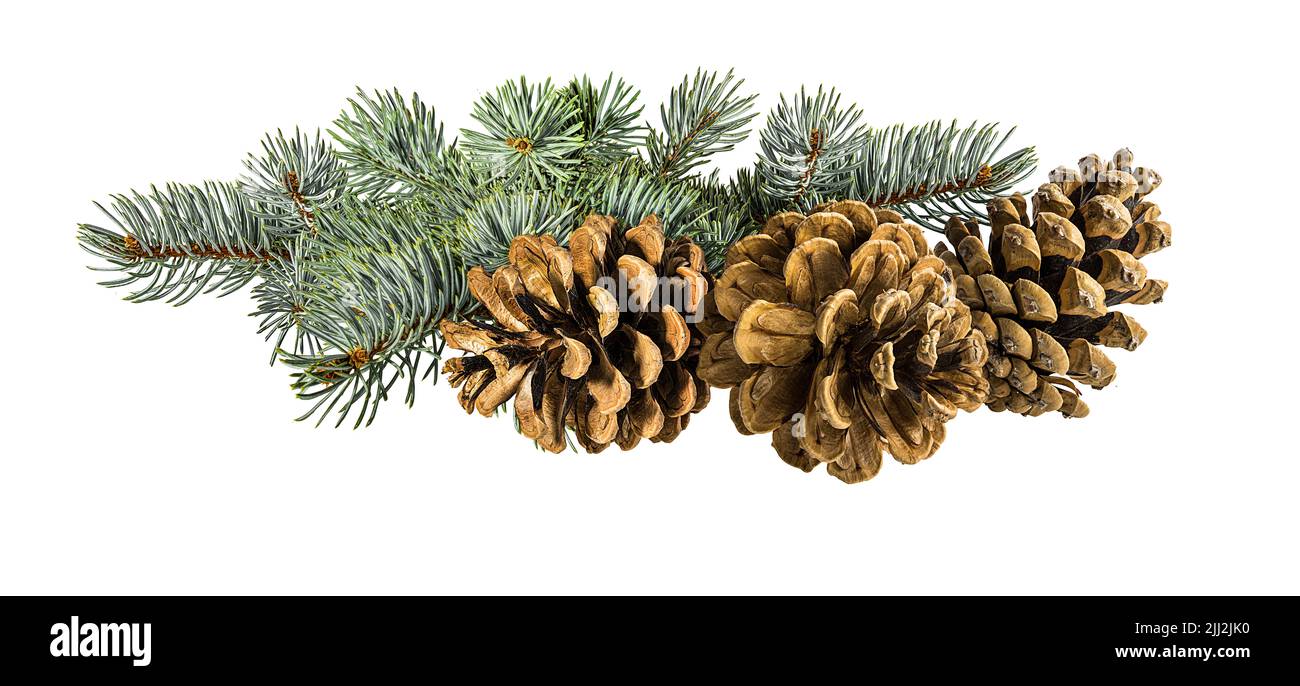 Brown pinecone on green Cut Out Stock Images & Pictures - Alamy
