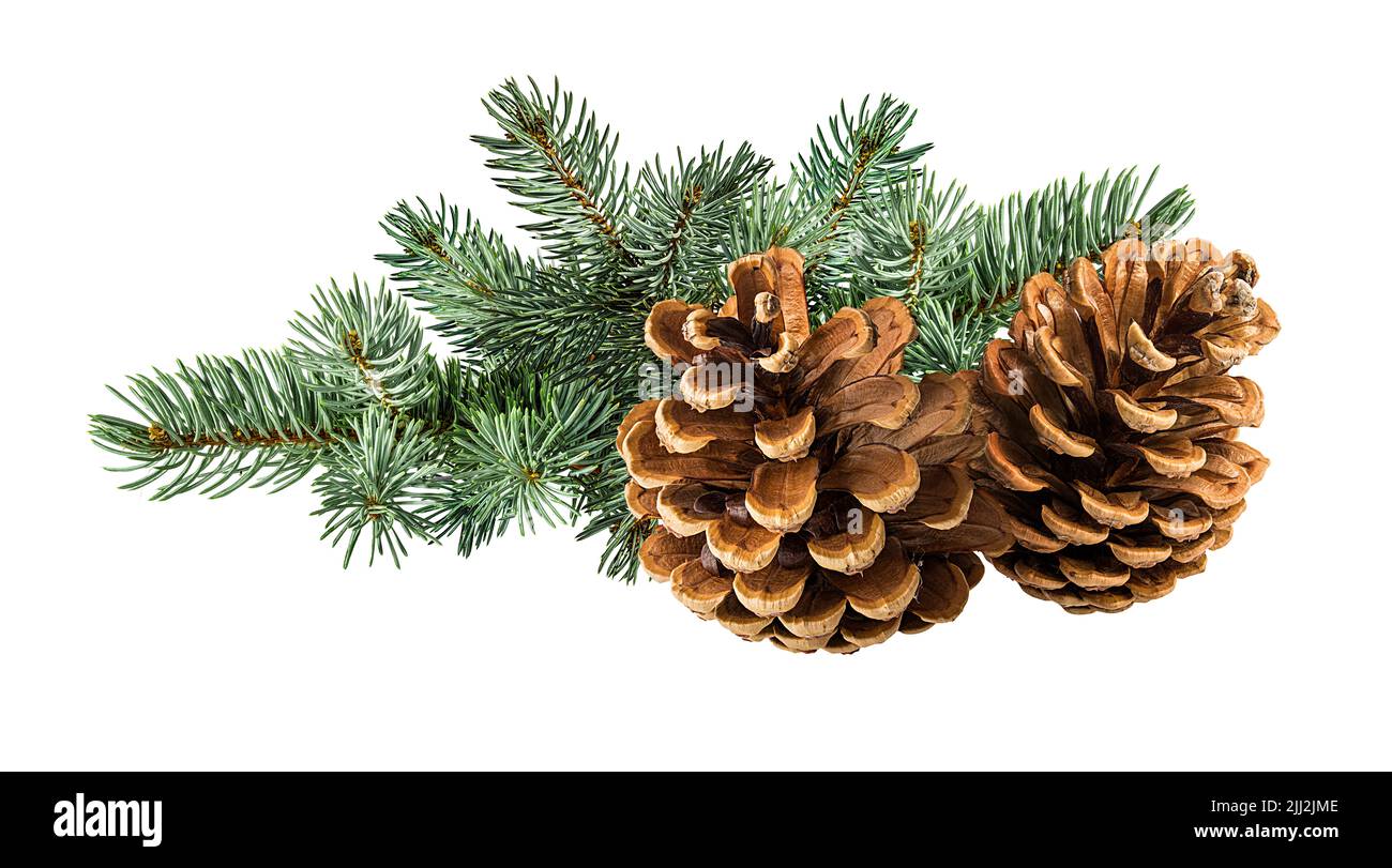 Brown pine cone on white background with clipping pass Stock Photo - Alamy