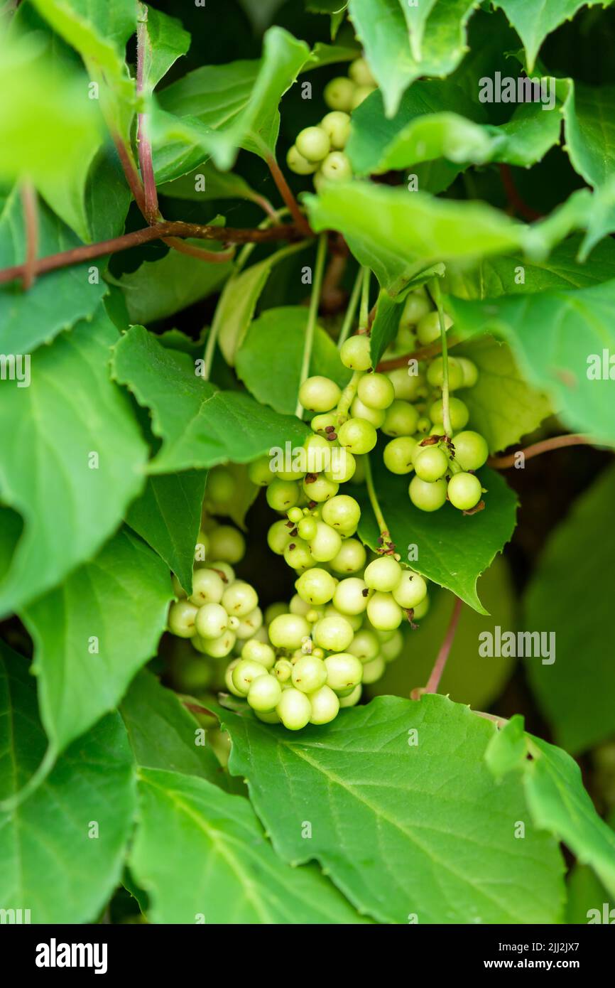 Schisandra chinensis hi-res stock photography and images - Alamy