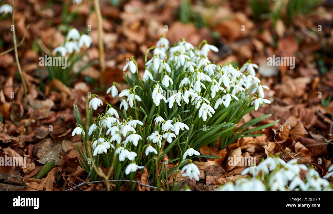 Closeup of white snowdrop flowers amongst fallen autumn leaves ...