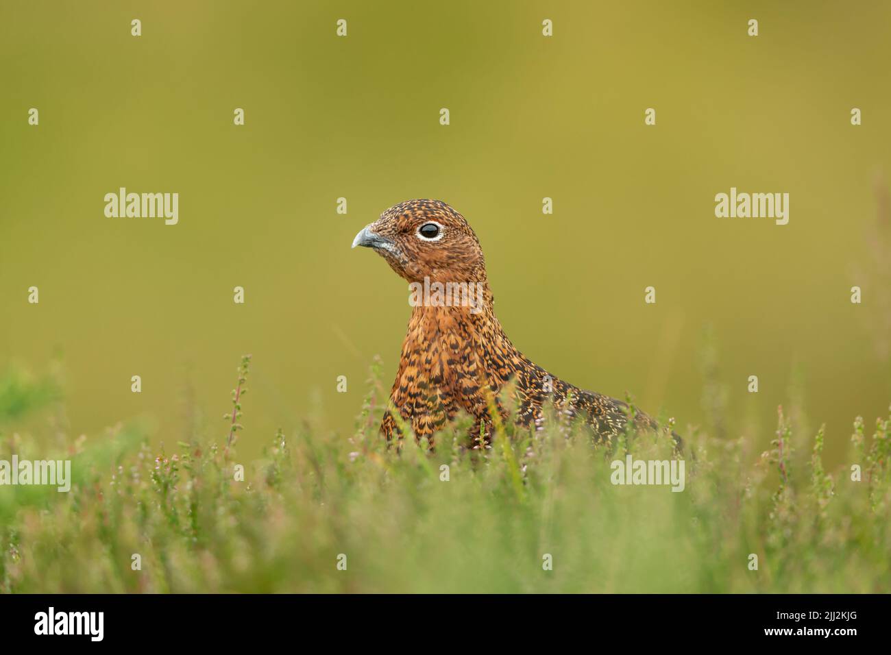 Close up of a young Red Grouse male, facing left and sat in natural ...