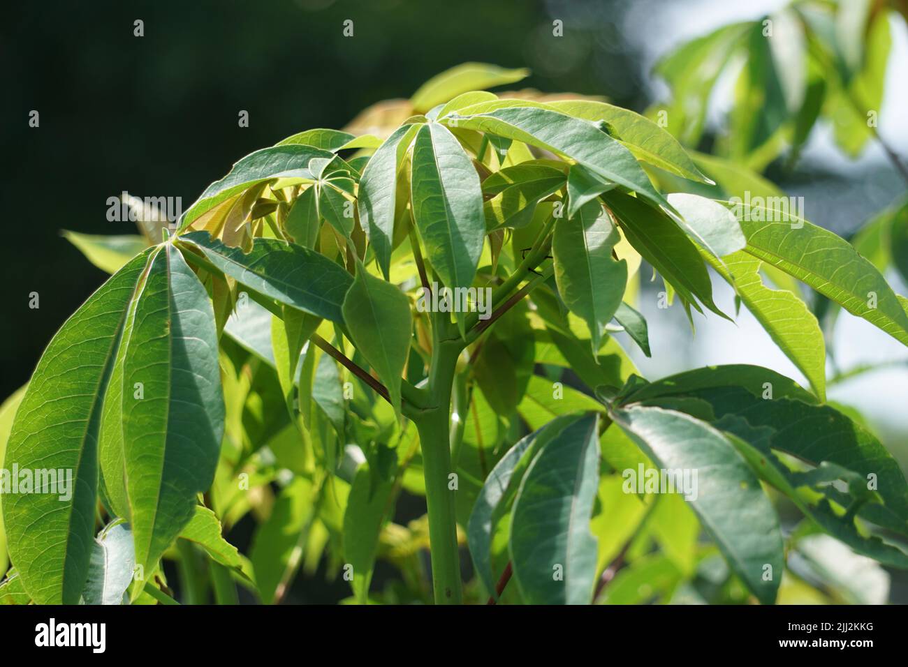 Ceiba pentandra (cotton, Java kapok, silk cotton, samauma) with a ...