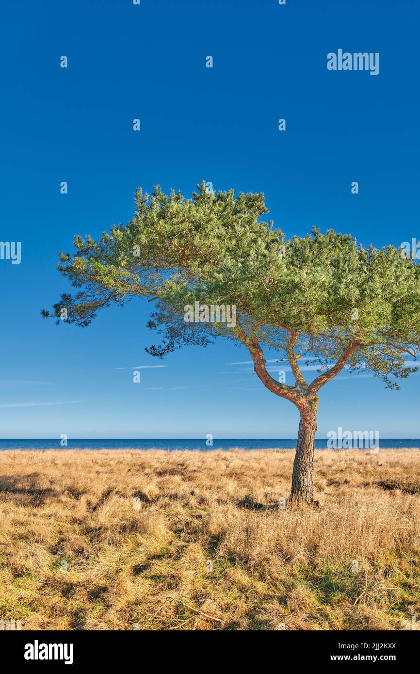 Trees of all types and seasons. A beautiful world of differences. Trees ...